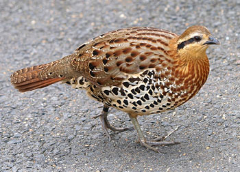 鹑族 Perdicini 蓝色动物学（中国动物学科普）